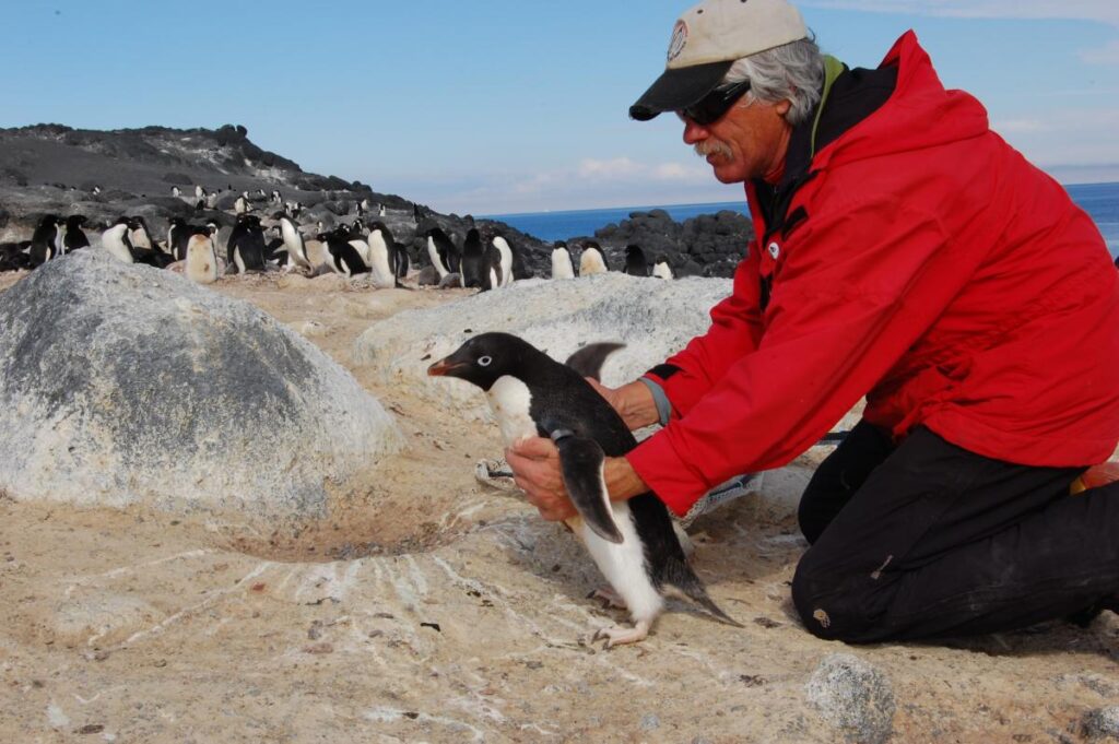Demography of Adélie Penguin Populations | H. T. Harvey & Associates